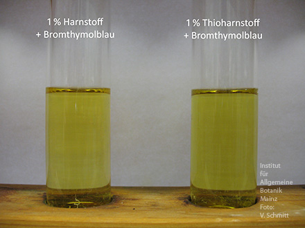 V 3.2.1 Substratspezifität und kompetitive Hemmung der Urease