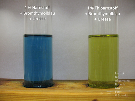 V 3.2.1 Substratspezifität und kompetitive Hemmung der Urease