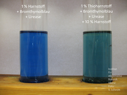 V 3.2.1 Substratspezifität und kompetitive Hemmung der Urease