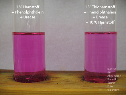 V 3.2.1 Substratspezifität und kompetitive Hemmung der Urease